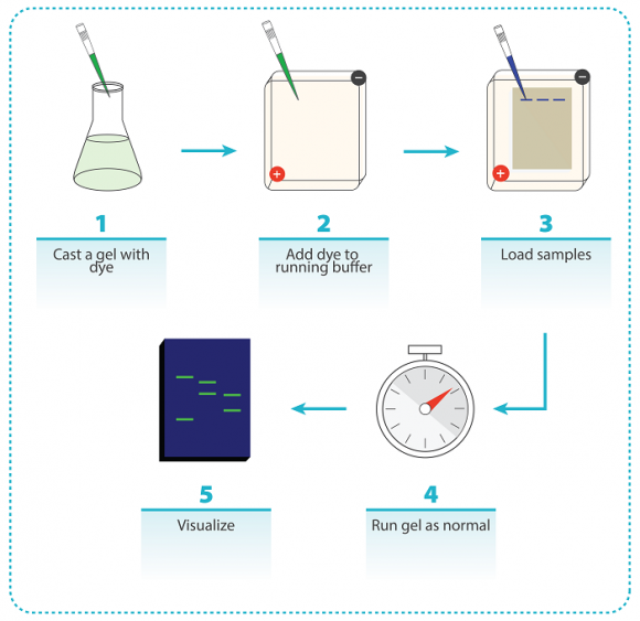 SafeView™ DNA Stains (DNA Boyaları) - Genesuz