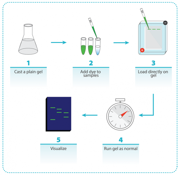 SafeView™ DNA Stains (DNA Boyaları) - Genesuz